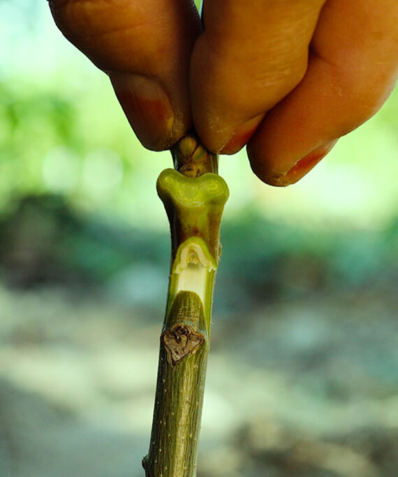 Products - Paradox Vlach